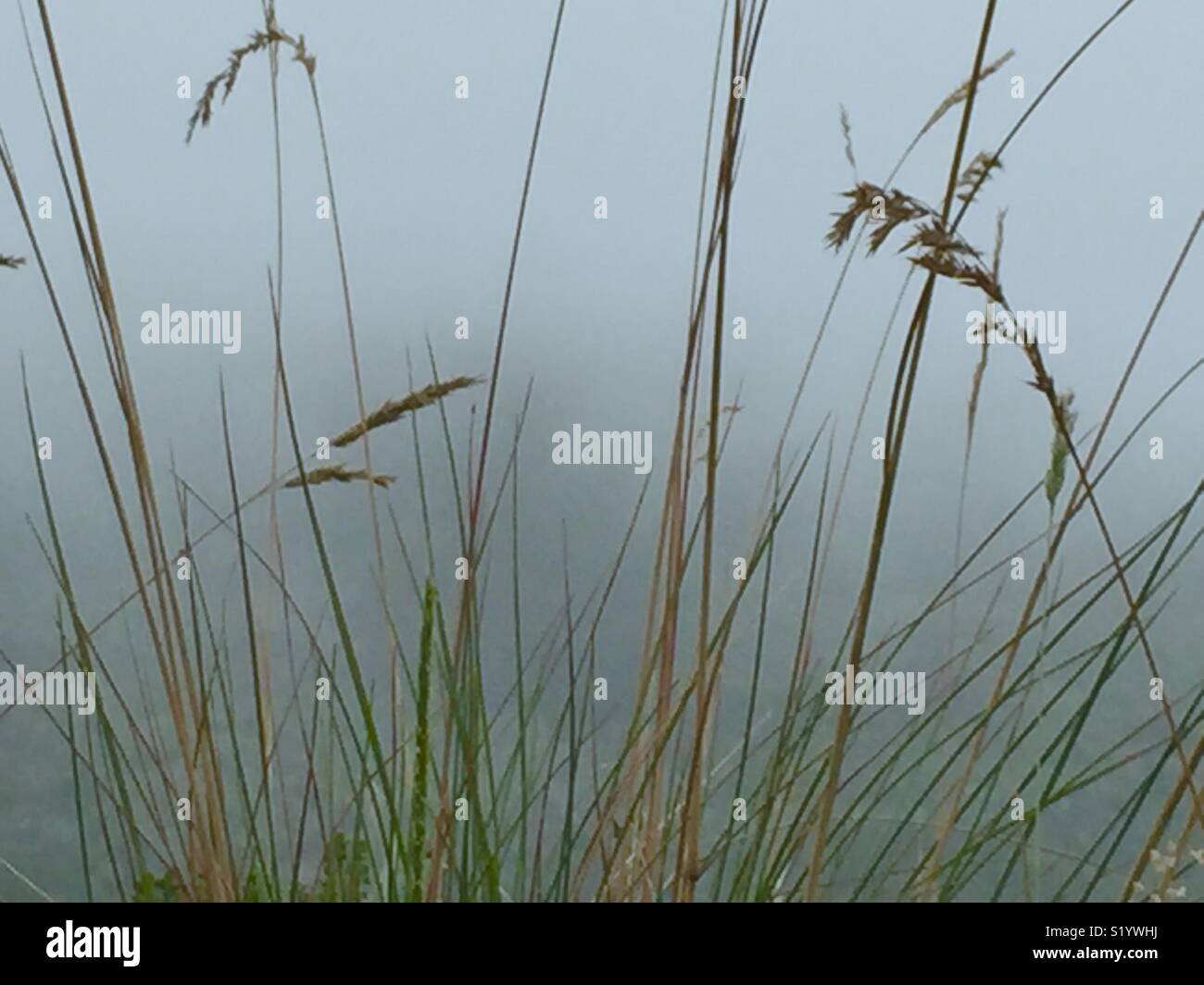 Wheat weeds hi-res stock photography and images - Alamy