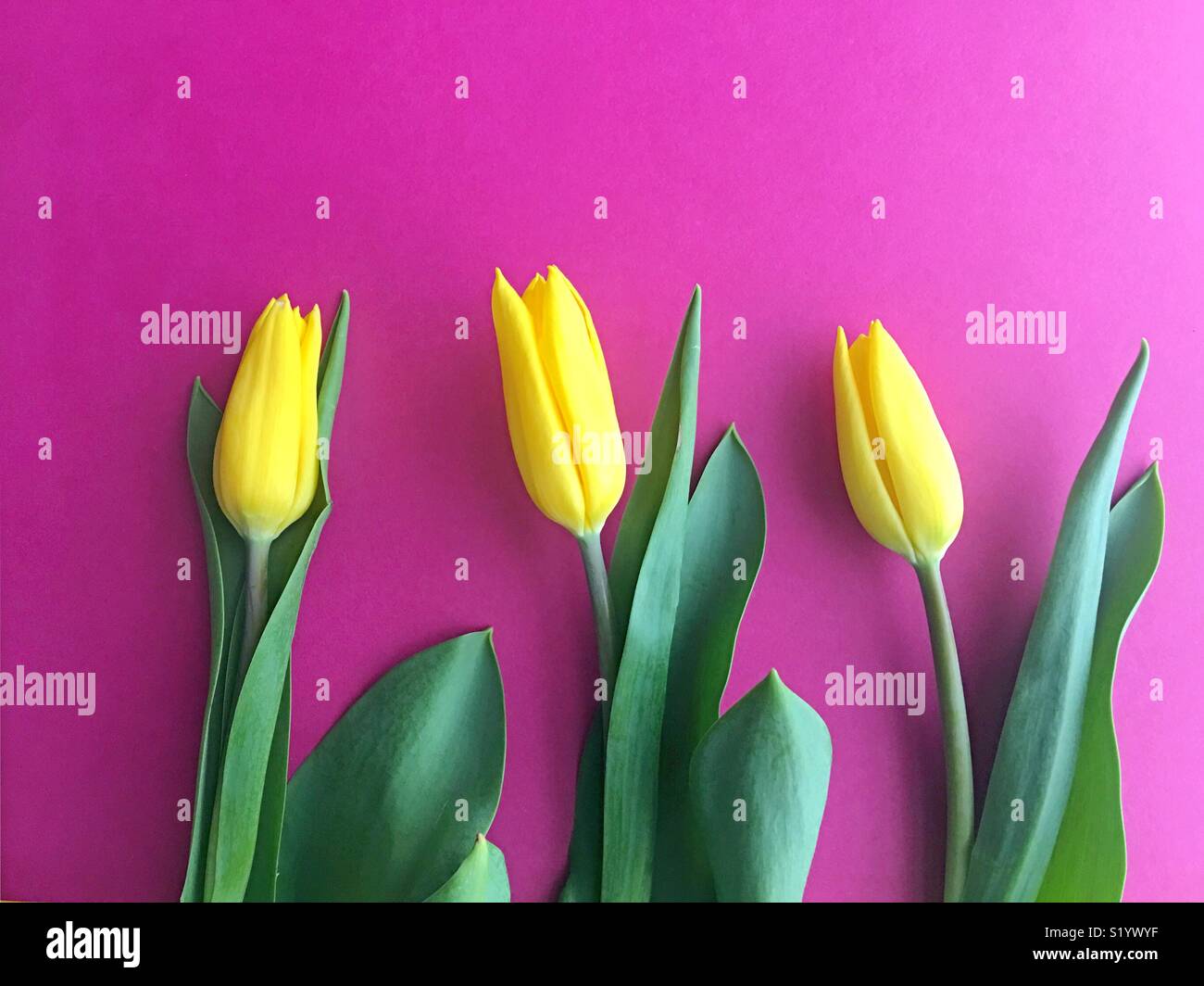 Three leaves in a row hi-res stock photography and images - Alamy
