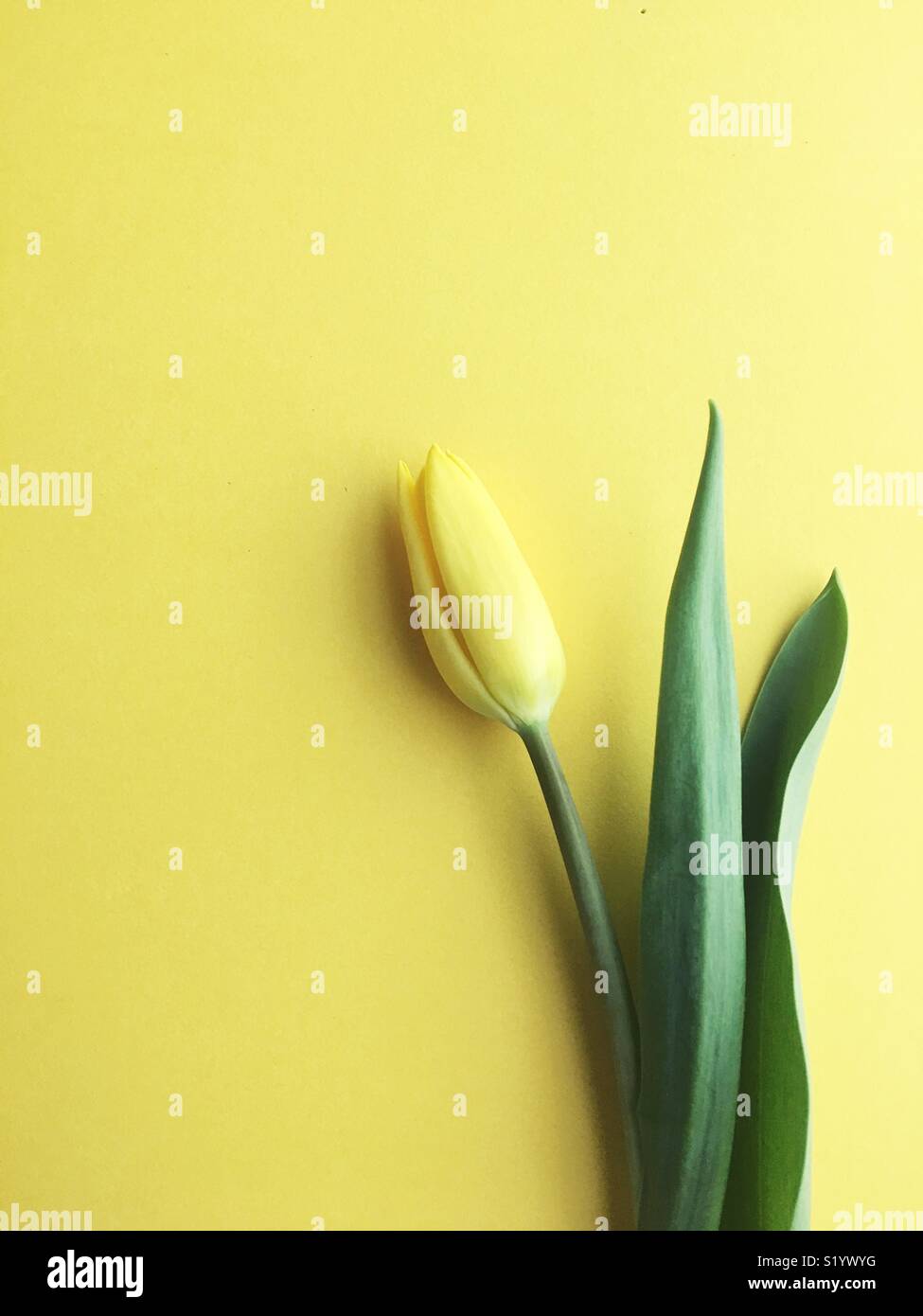 One spring hi-res stock photography and images - Alamy