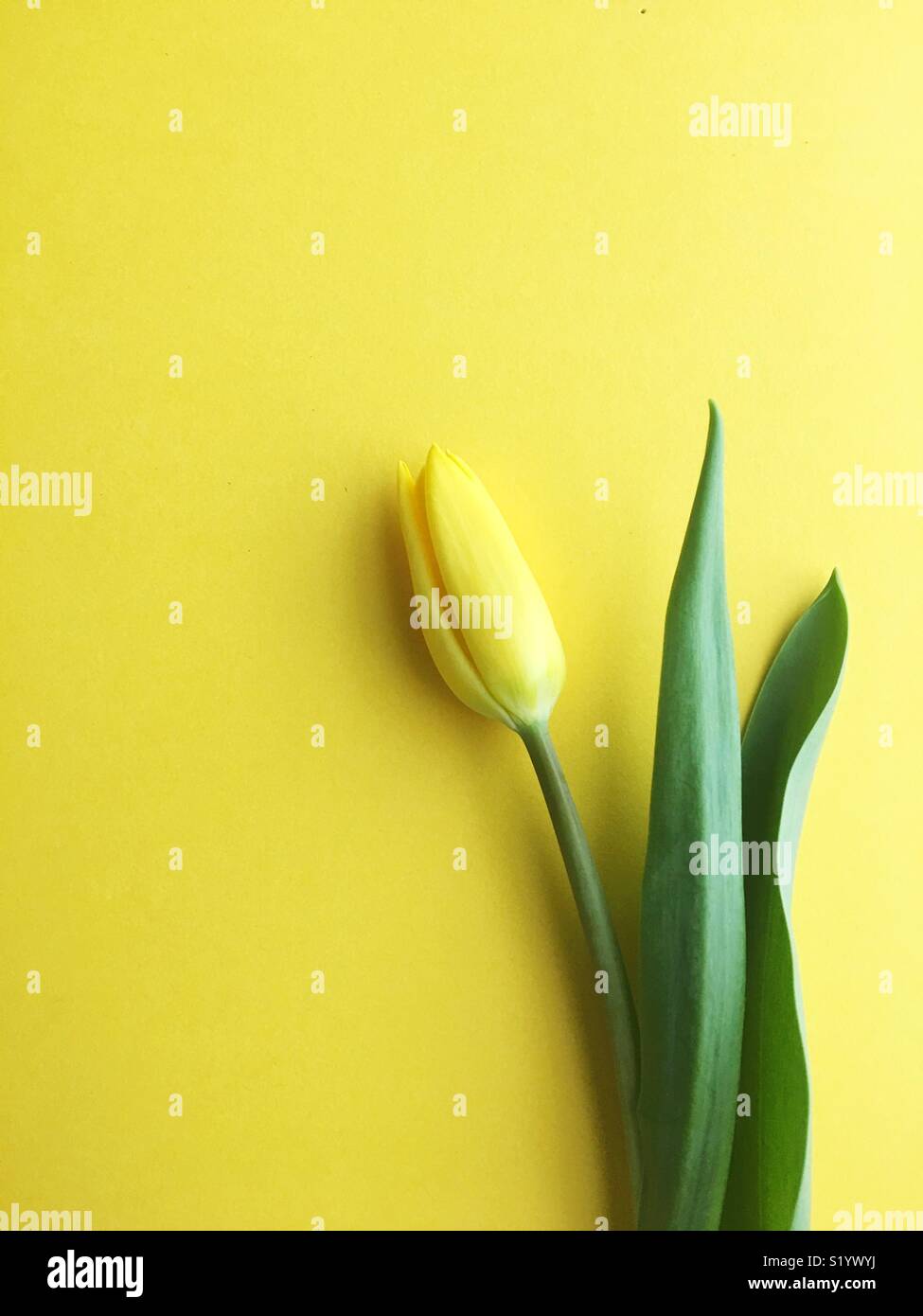 One single tulip hi-res stock photography and images - Alamy