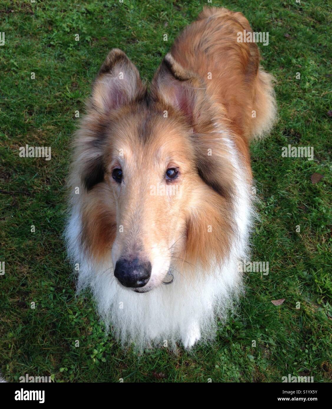 Sable rough collie hi-res stock photography and images - Alamy