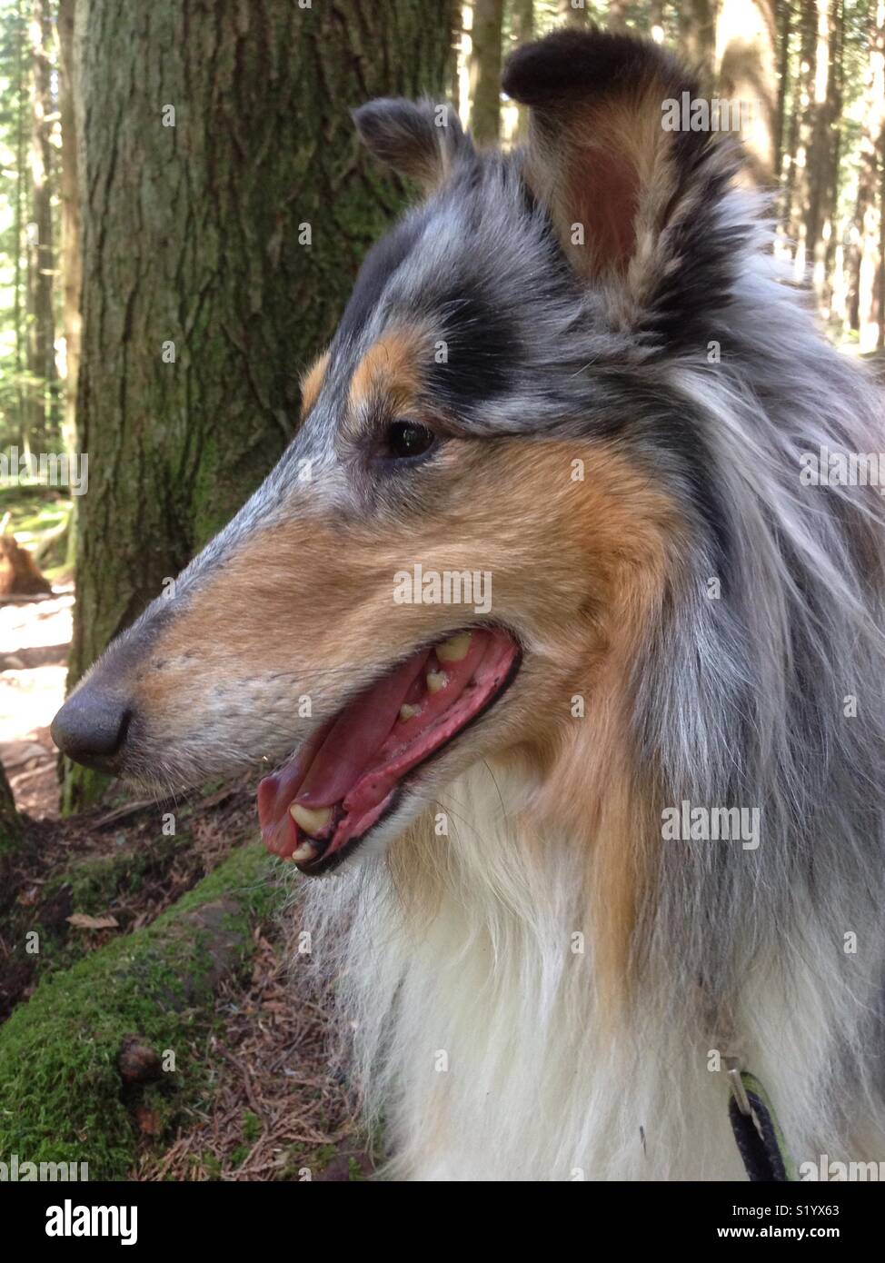 Rough blue Merle collie in the forest Stock Photo - Alamy