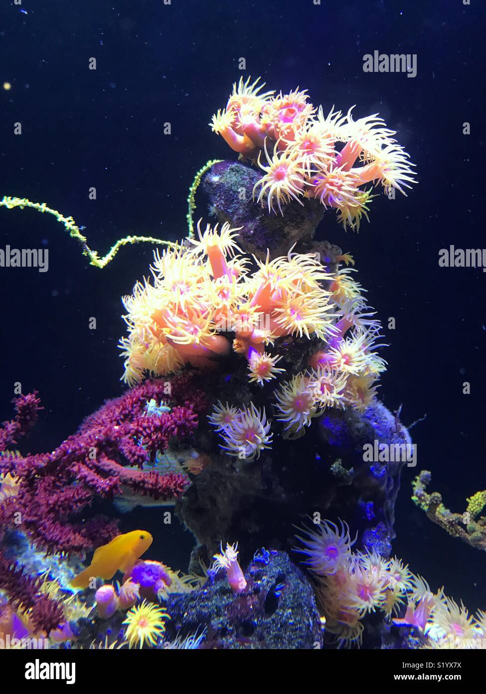 Tubastrea coral hi-res stock photography and images - Alamy