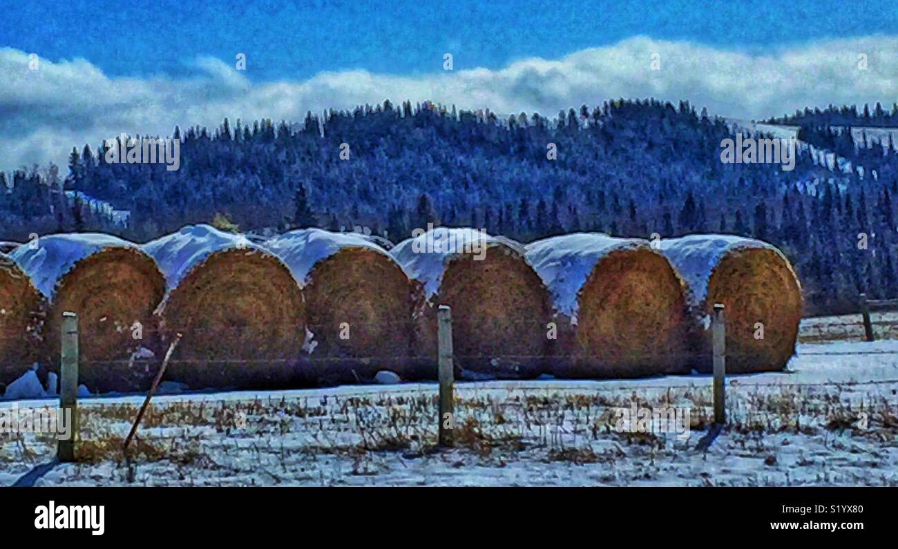 Snow covered hay bales Stock Photo - Alamy