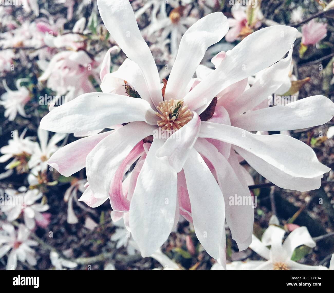 Spring tree hi-res stock photography and images - Alamy