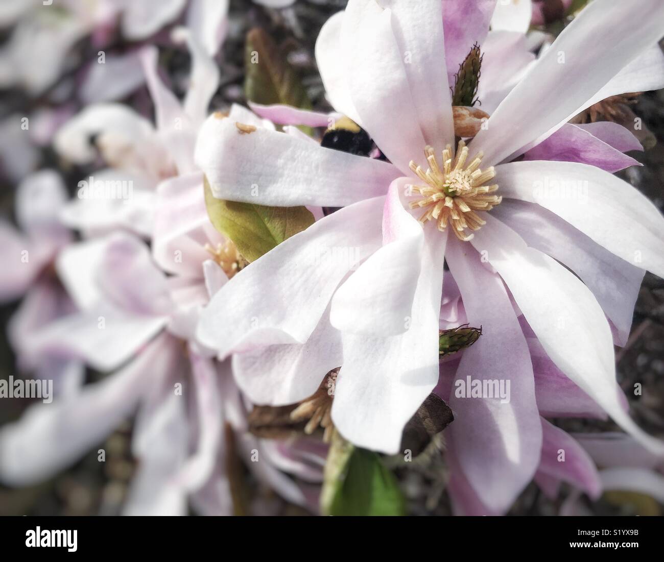 star magnolia (Magnolia stellata) flower in full bloom Stock Photo - Alamy