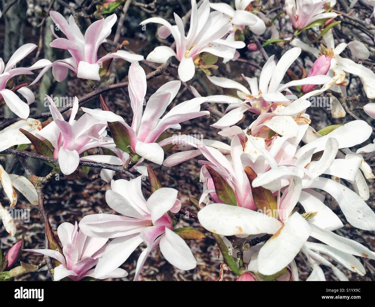 Magnolia tree full bloom hi-res stock photography and images - Alamy