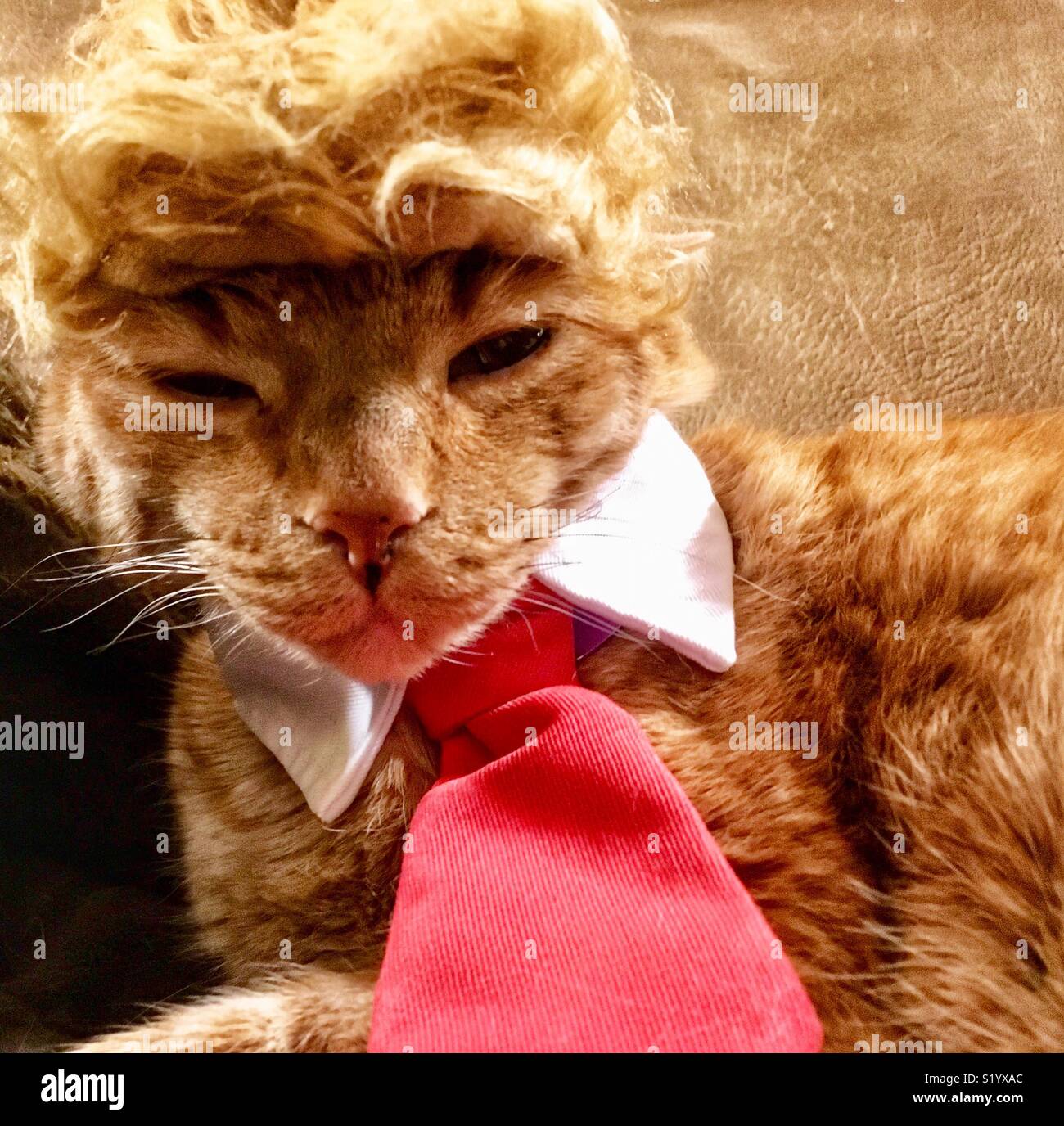Donald trump cat hi-res stock photography and images - Alamy