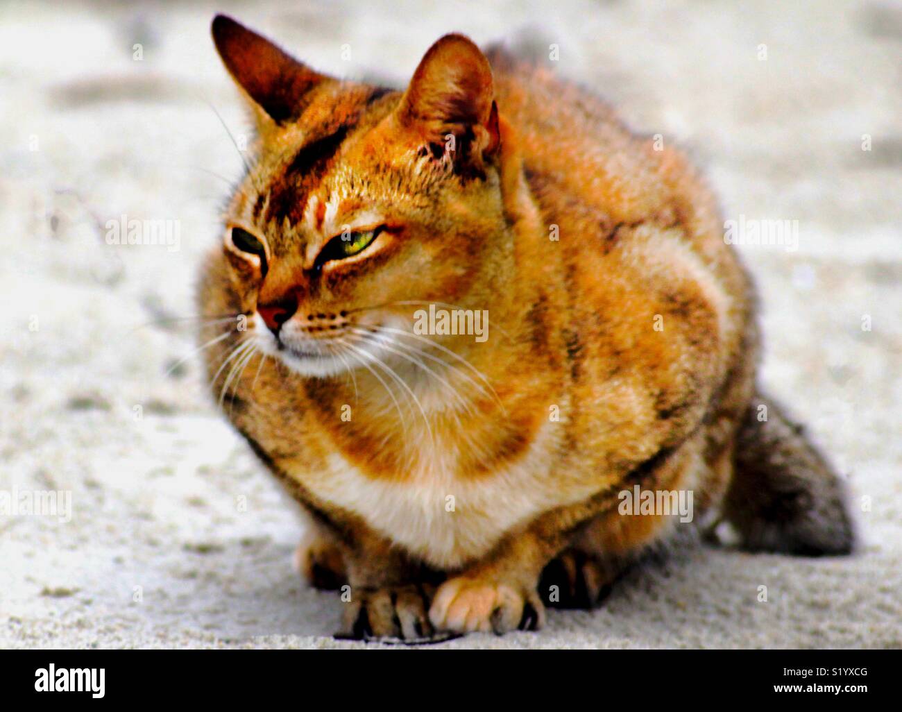 Cat - Ready to pounce Stock Photo - Alamy