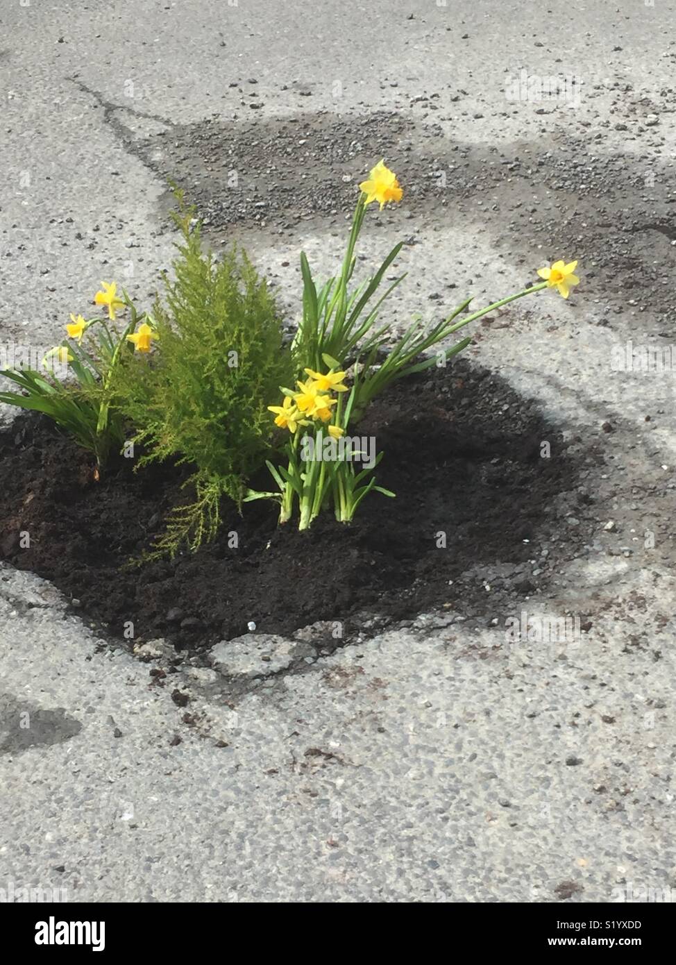 Pothole flowers hi-res stock photography and images - Alamy