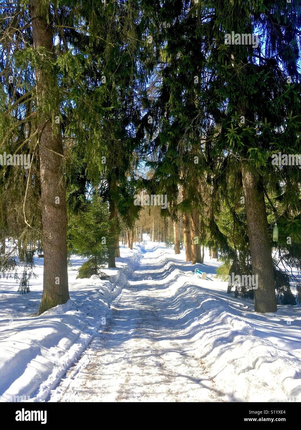 entrance to the forest Stock Photo - Alamy