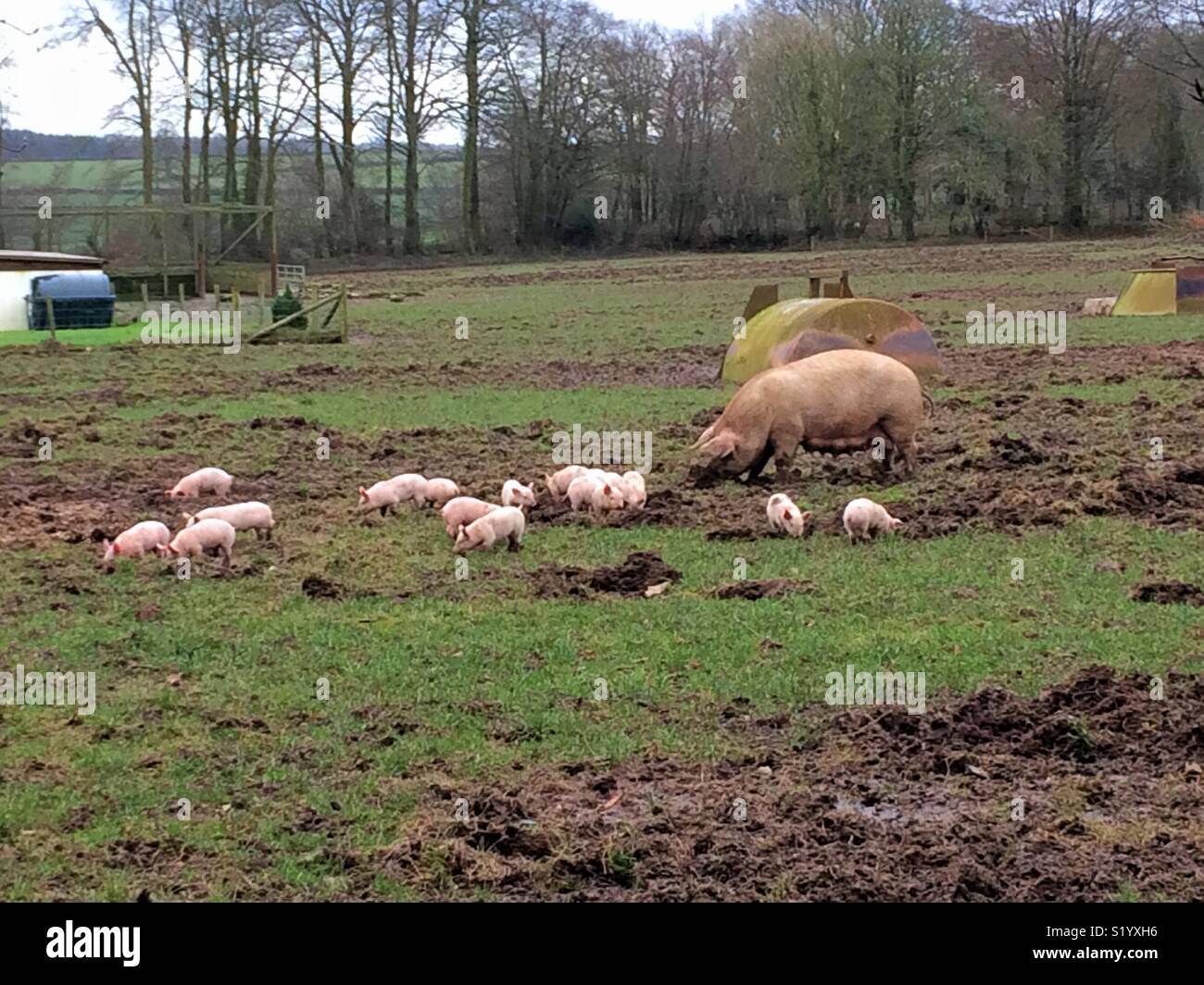 Sow With Piglets High Resolution Stock Photography and Images - Alamy