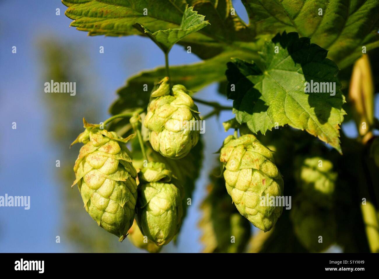Hops are used in the brewing industry to make beer Stock Photo - Alamy