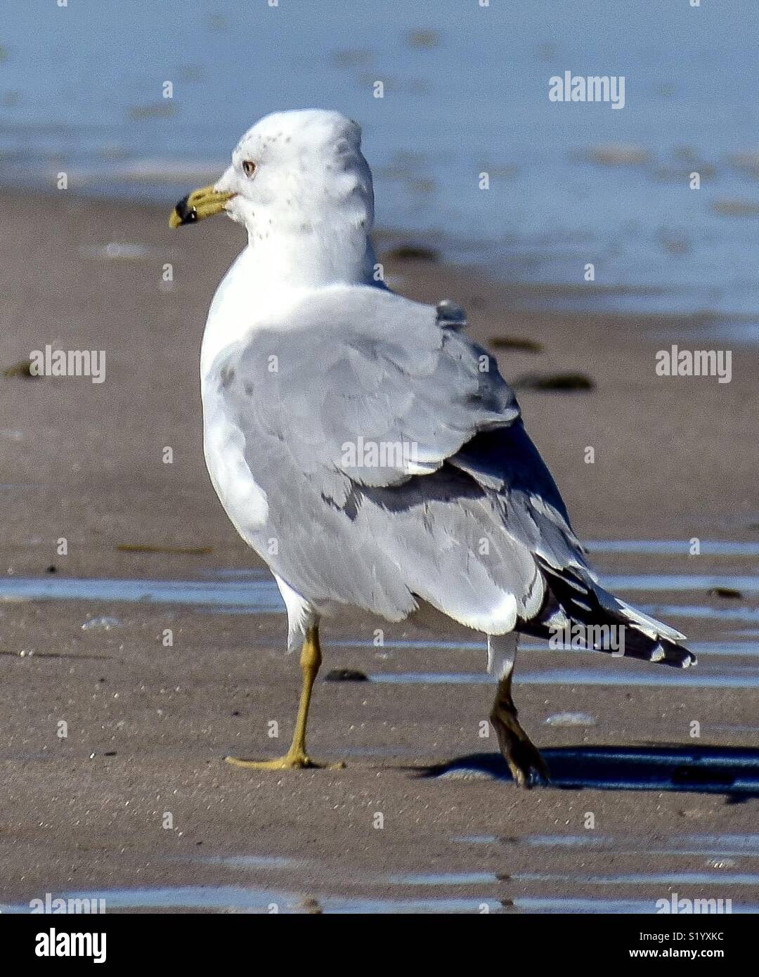 Cape cod massachusetts dennis hi-res stock photography and images - Alamy