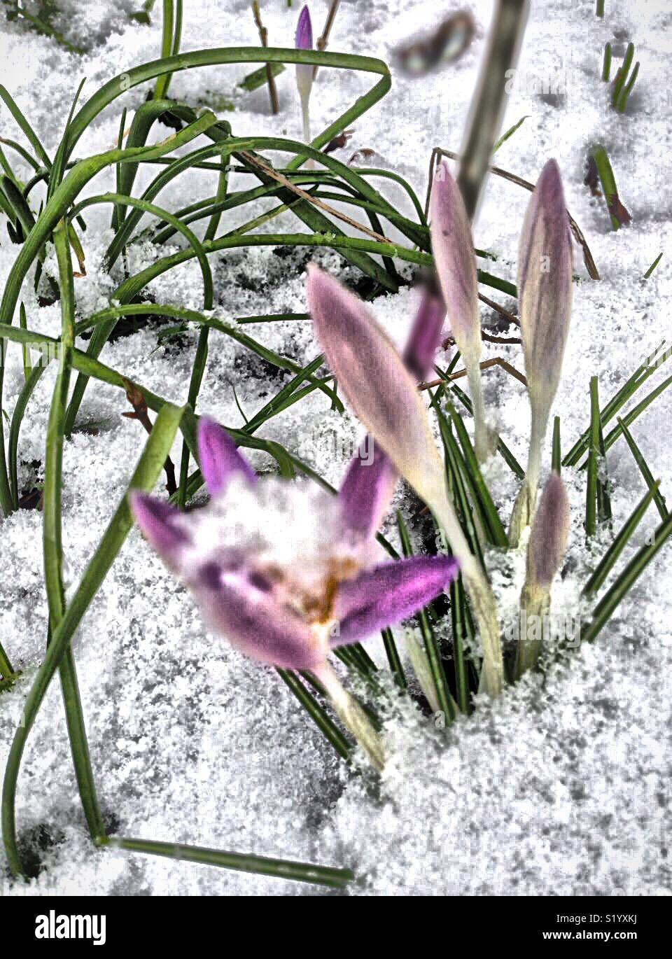Crocuses and snow hi-res stock photography and images - Alamy