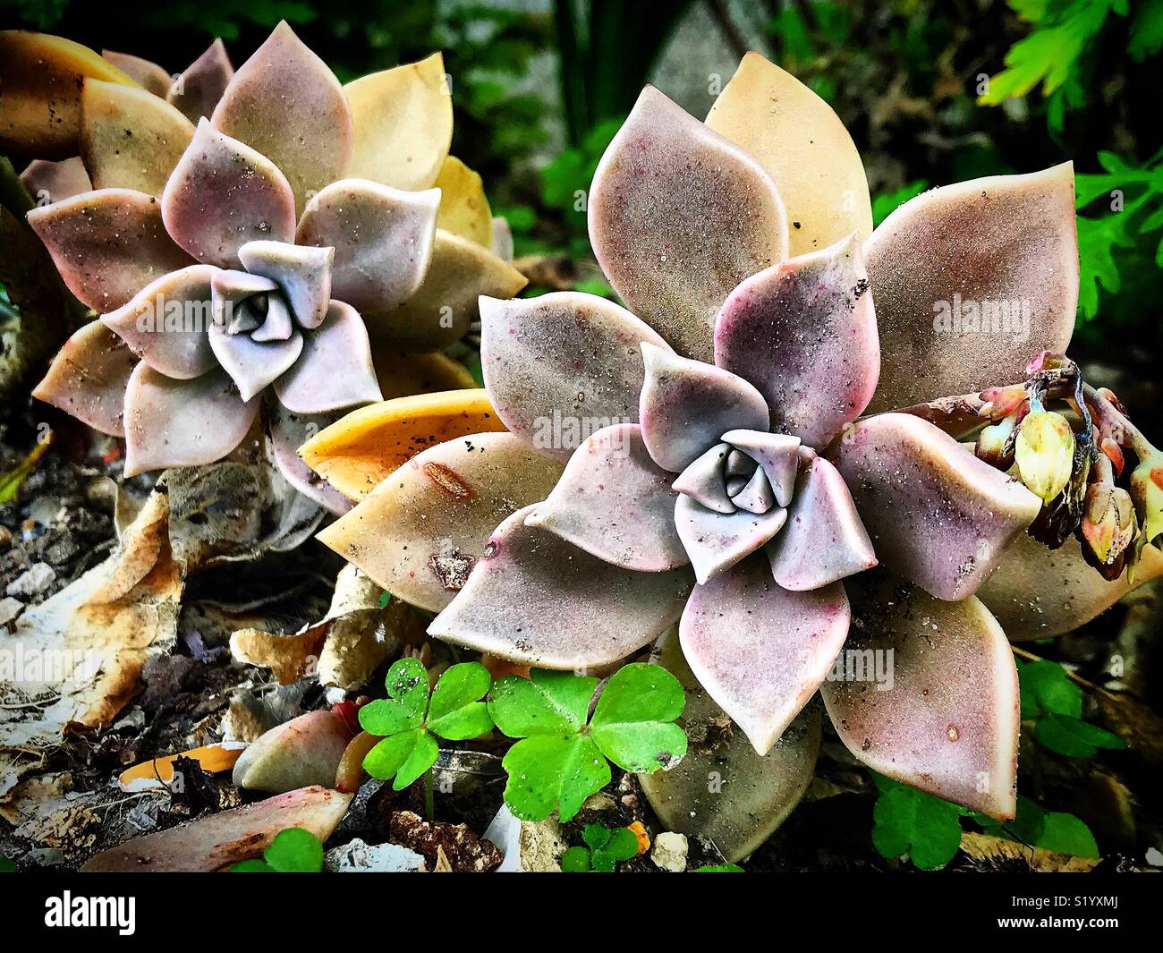 Rey de cactus hi-res stock photography and images - Alamy