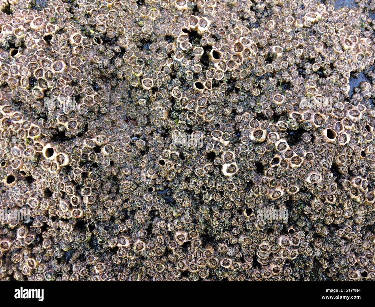 Barnacle pattern hi-res stock photography and images - Alamy