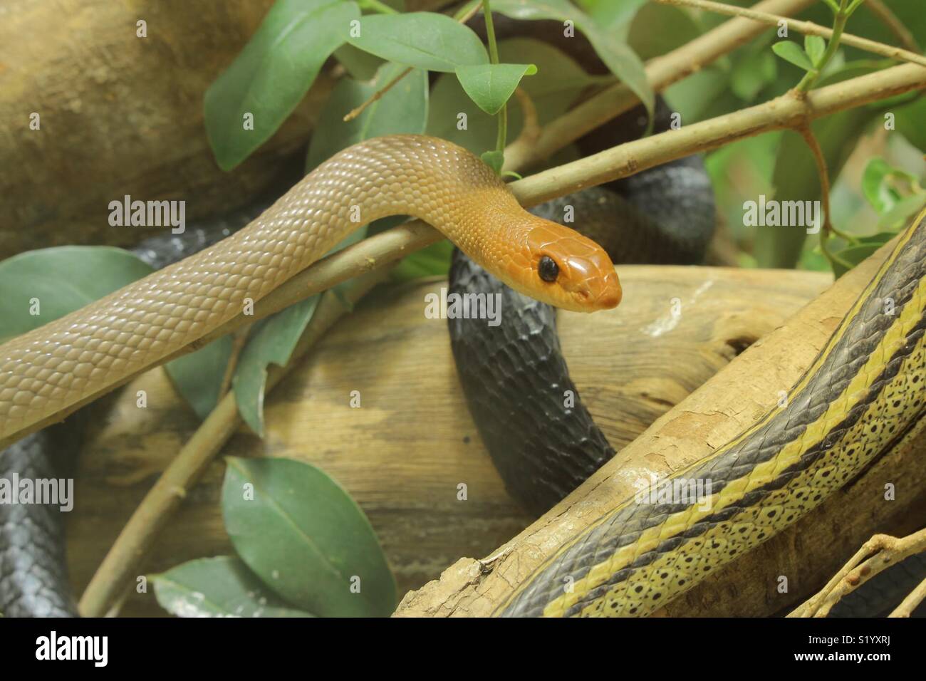 Rare Snake High Resolution Stock Photography and Images - Alamy