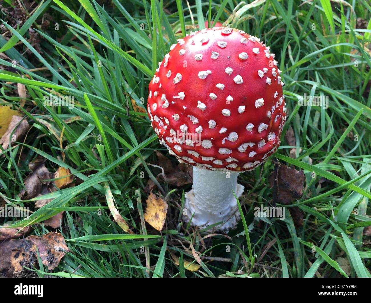 White spotted red toadstool hi-res stock photography and images - Alamy