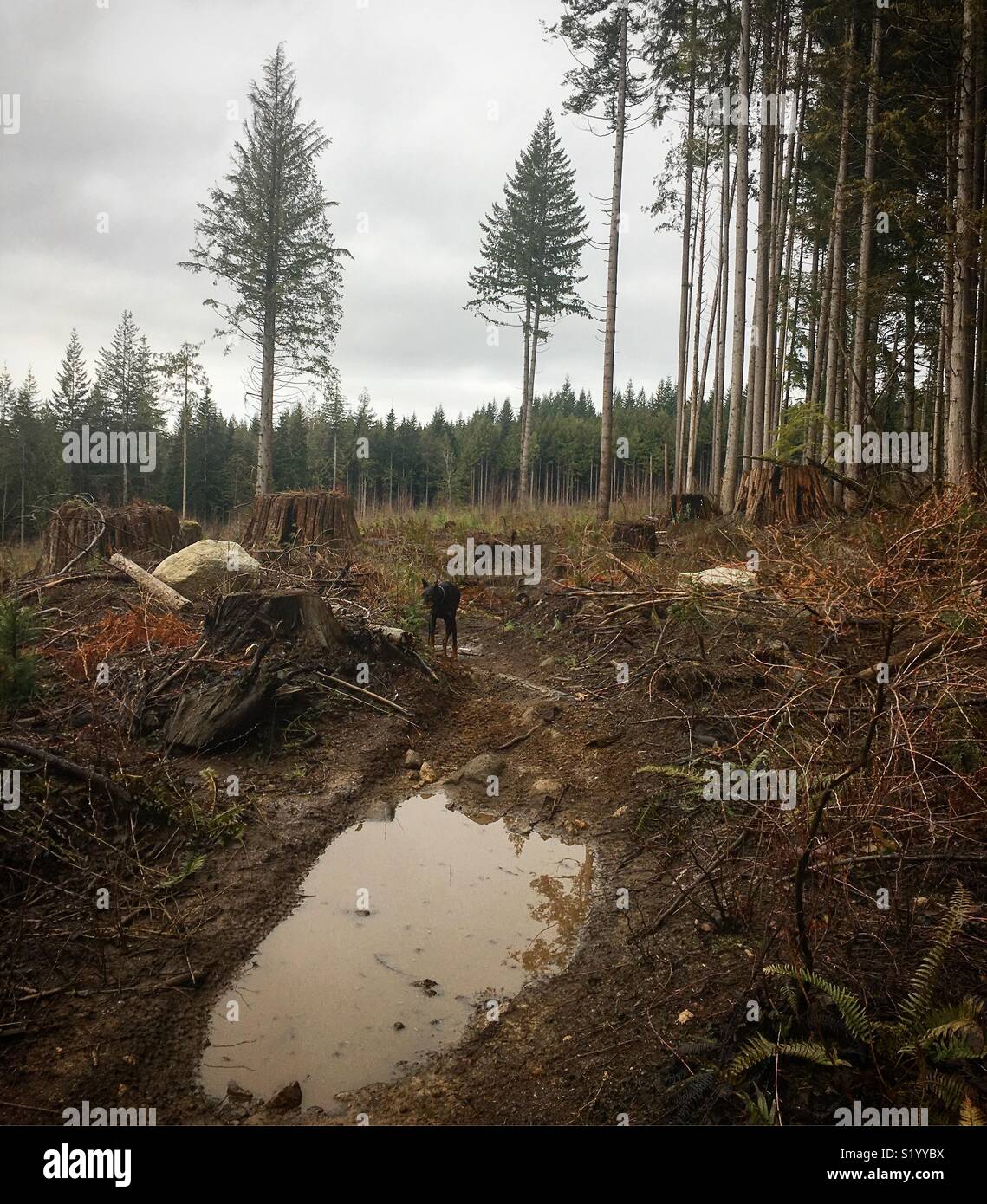 Mud pathway hi-res stock photography and images - Alamy