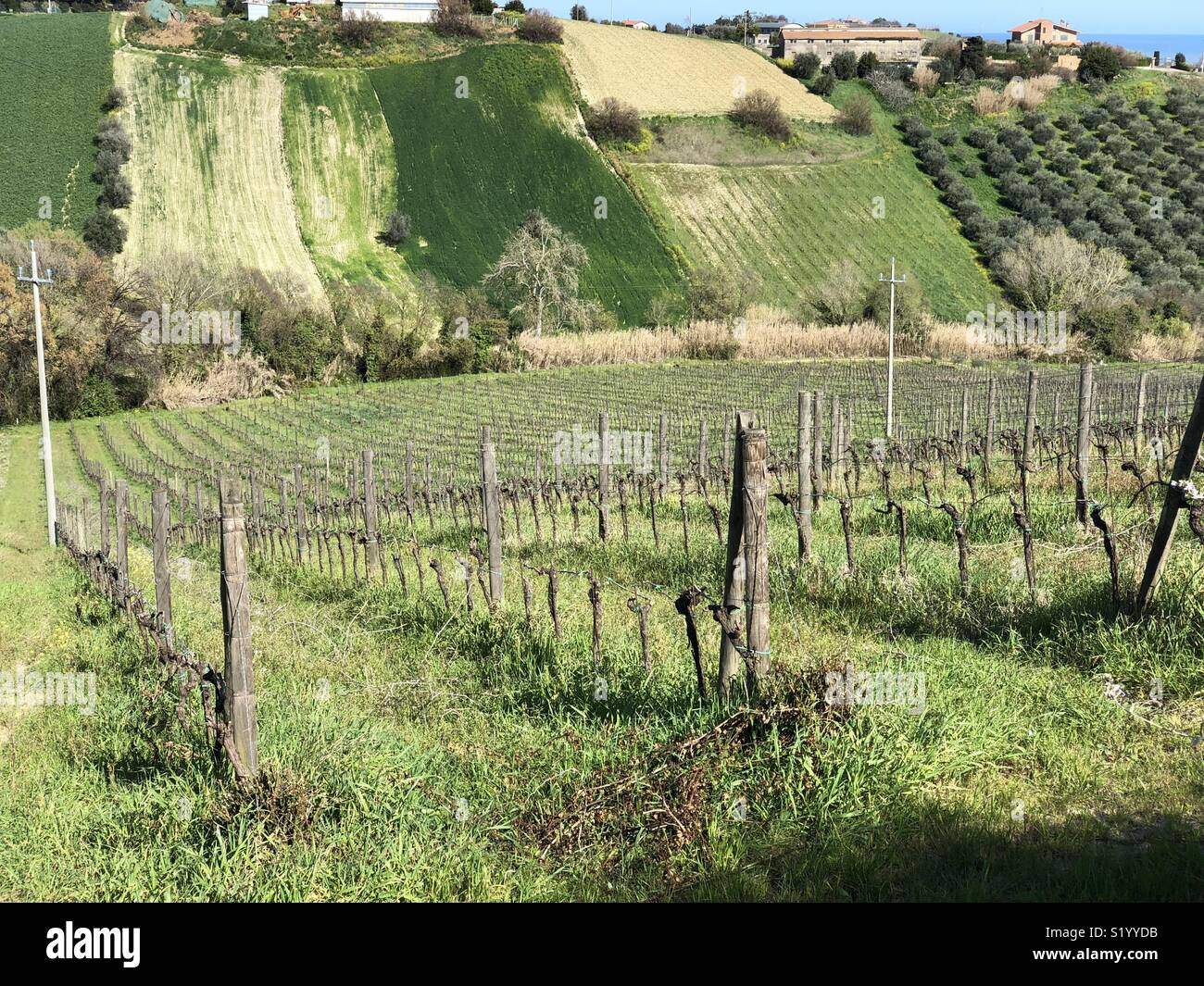 Vineyard panorama agricolture hi-res stock photography and images - Alamy