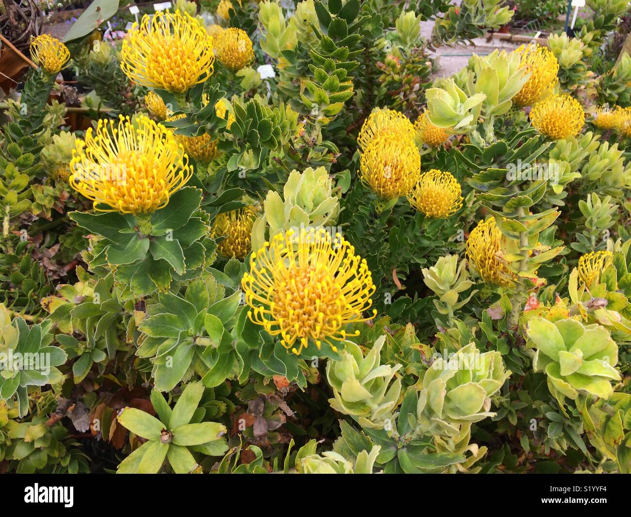 Yellow protea hi-res stock photography and images - Alamy