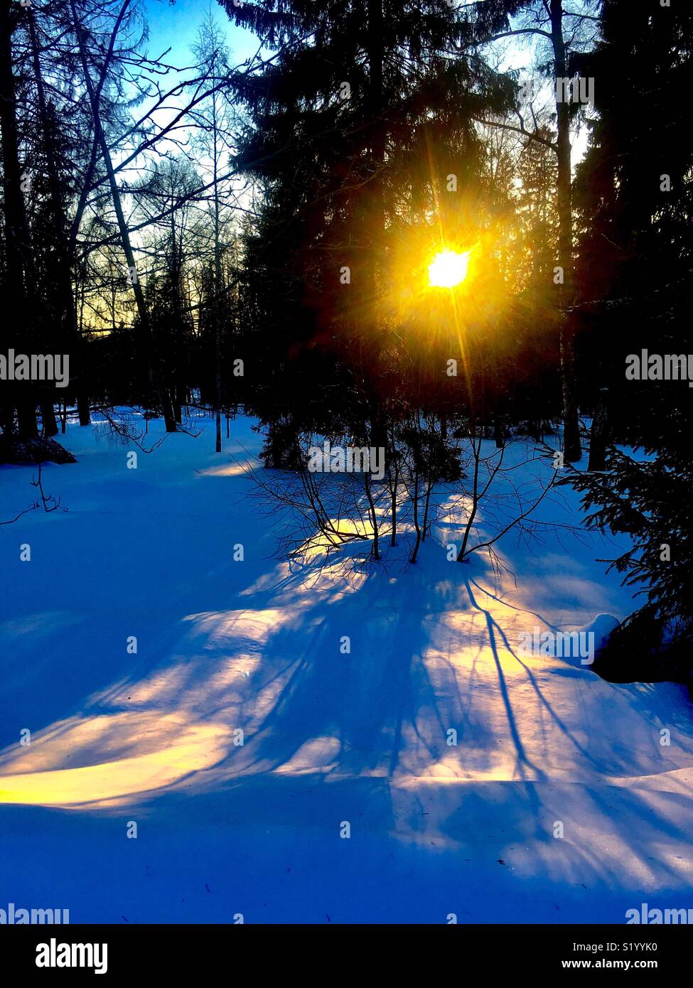 Flashlight trees hi-res stock photography and images - Alamy