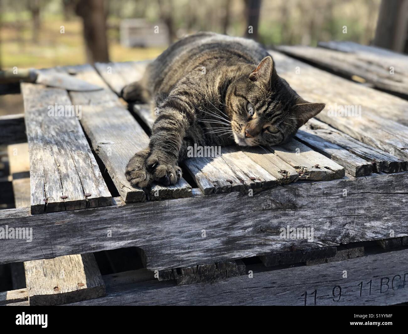 Cat basking in the sunshine Stock Photo - Alamy