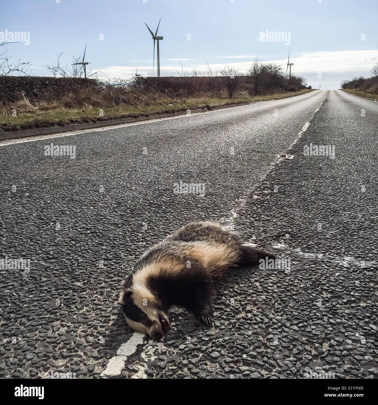 Roadkill badger hi-res stock photography and images - Alamy