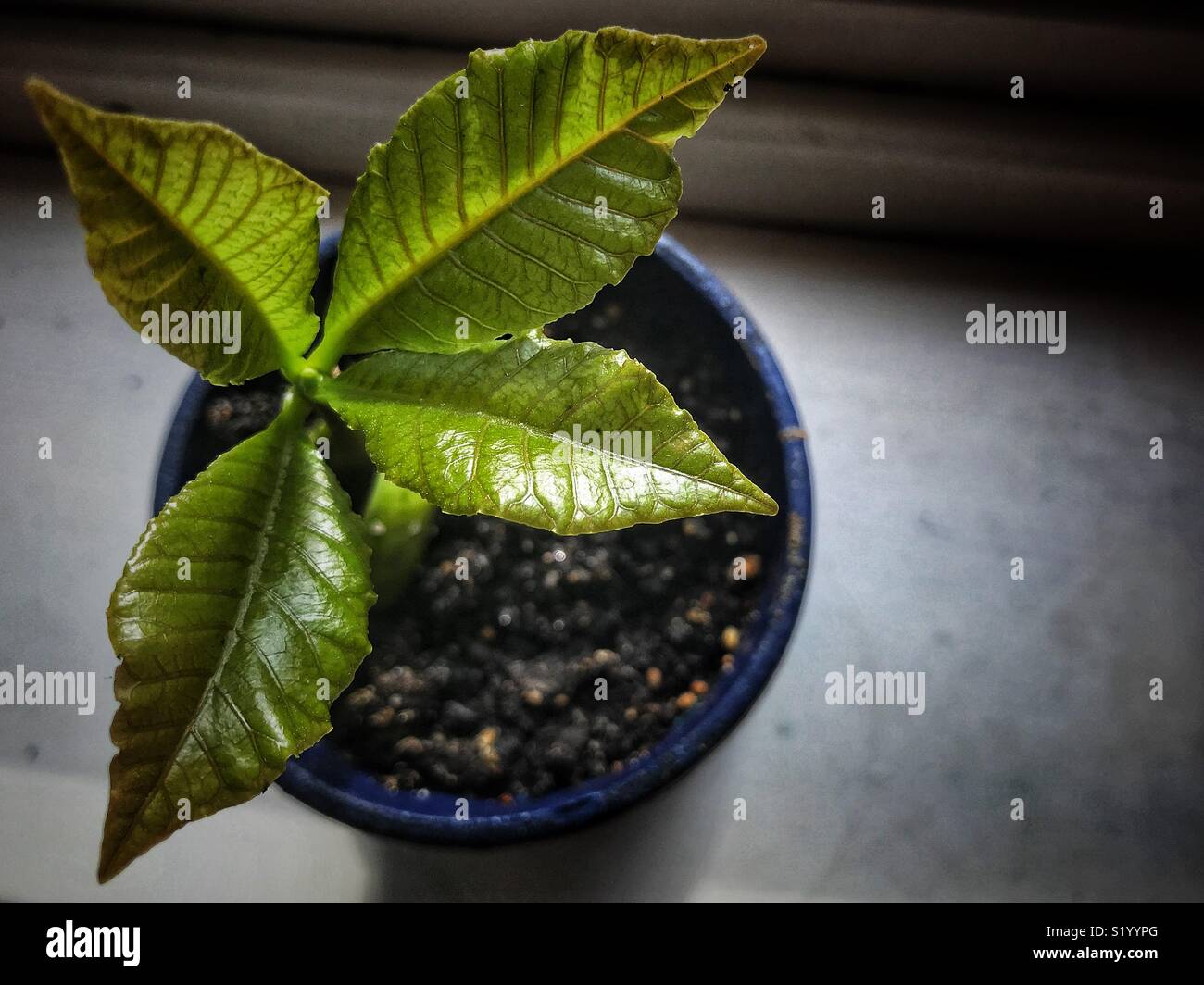Cashew tree hi-res stock photography and images - Alamy