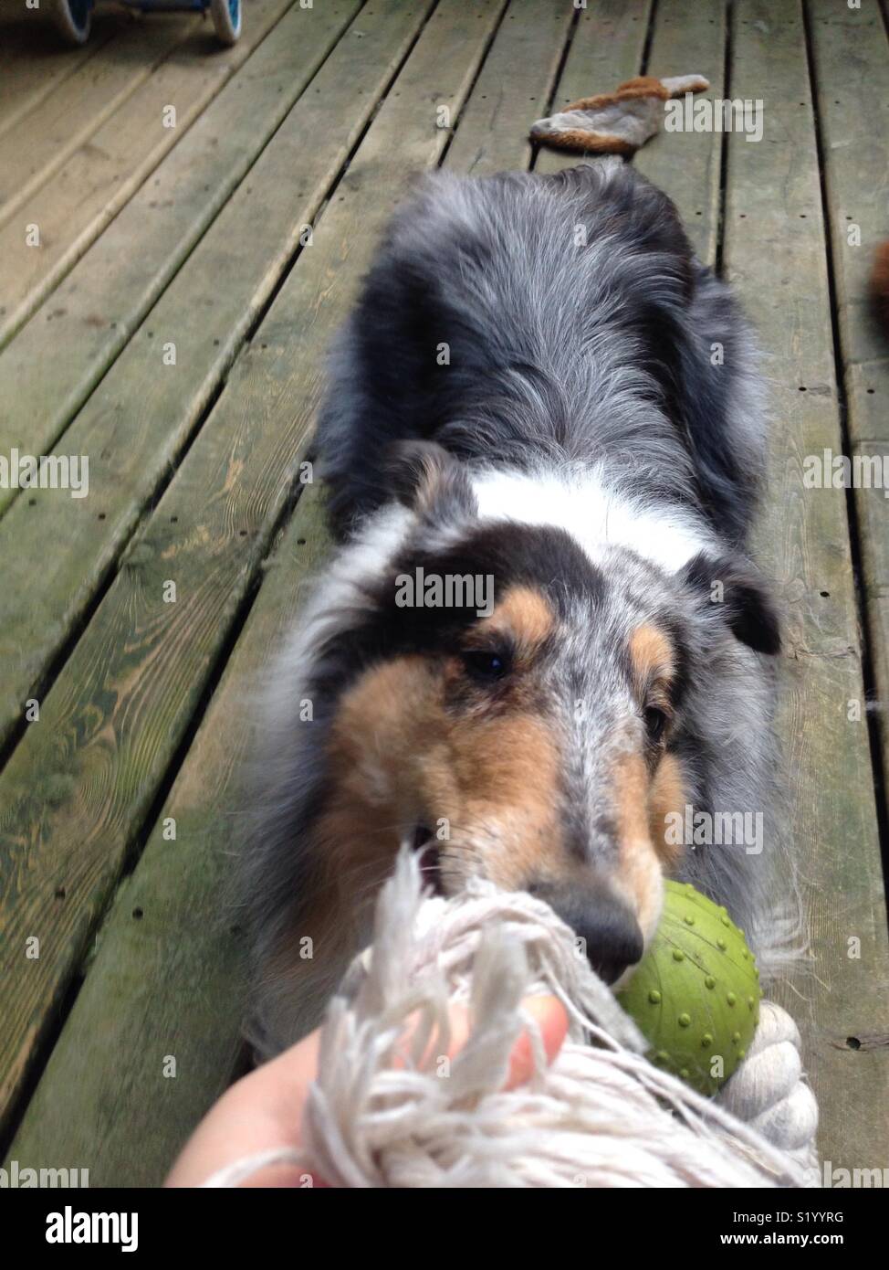 Rough collie hi-res stock photography and images - Alamy