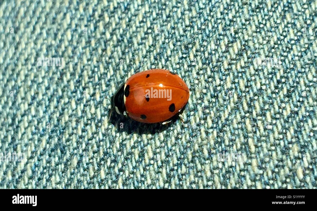 Shiny red ladybug resting on my bluejeans Stock Photo - Alamy