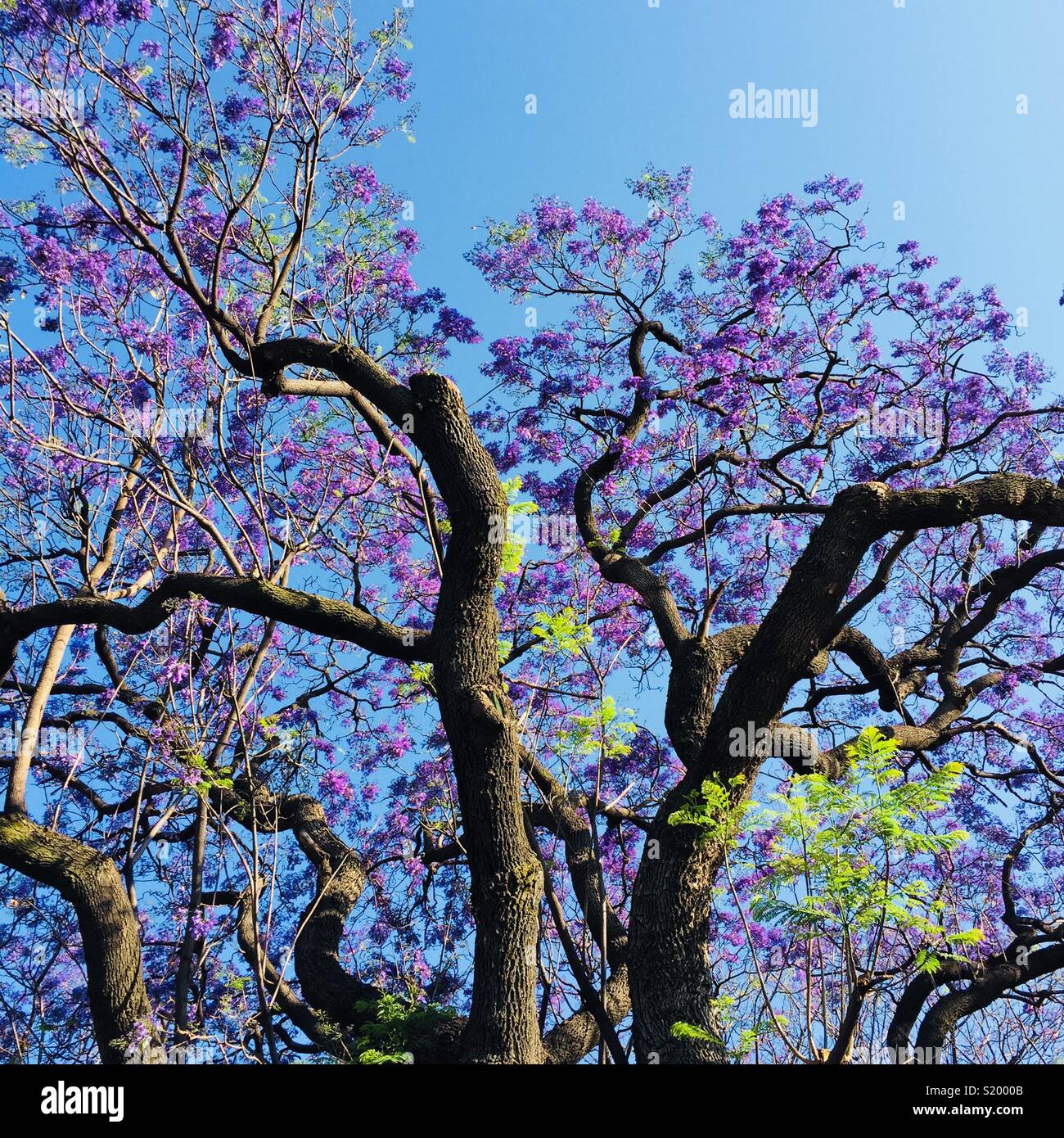 Jacarandas hi-res stock photography and images - Alamy