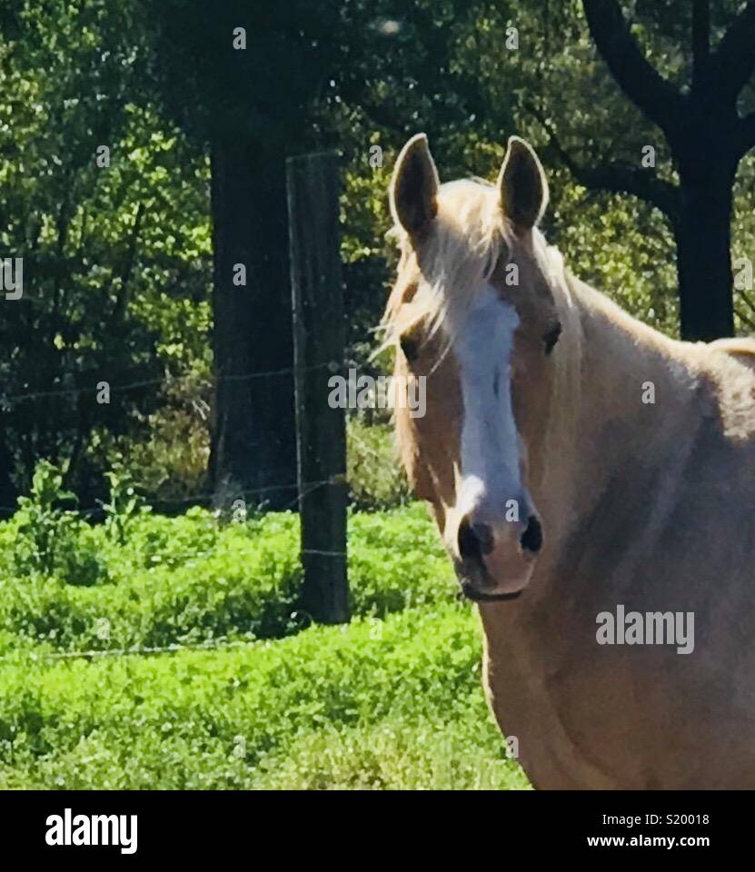 Our Palomino gelding Wrangler striking a pose in the South Georgia ...