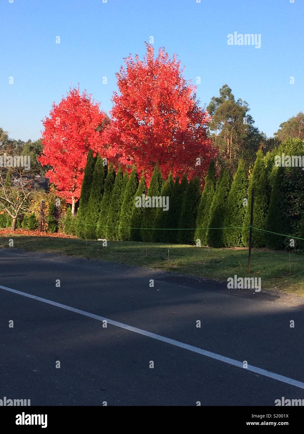 Bright red flames Stock Photo - Alamy