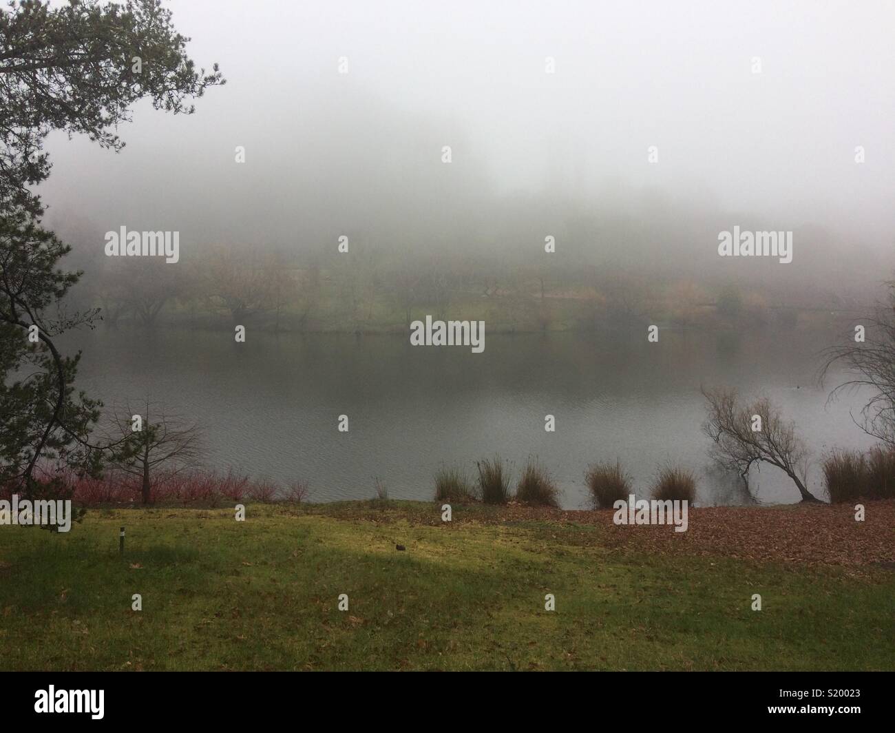 Complete with trees hi-res stock photography and images - Alamy