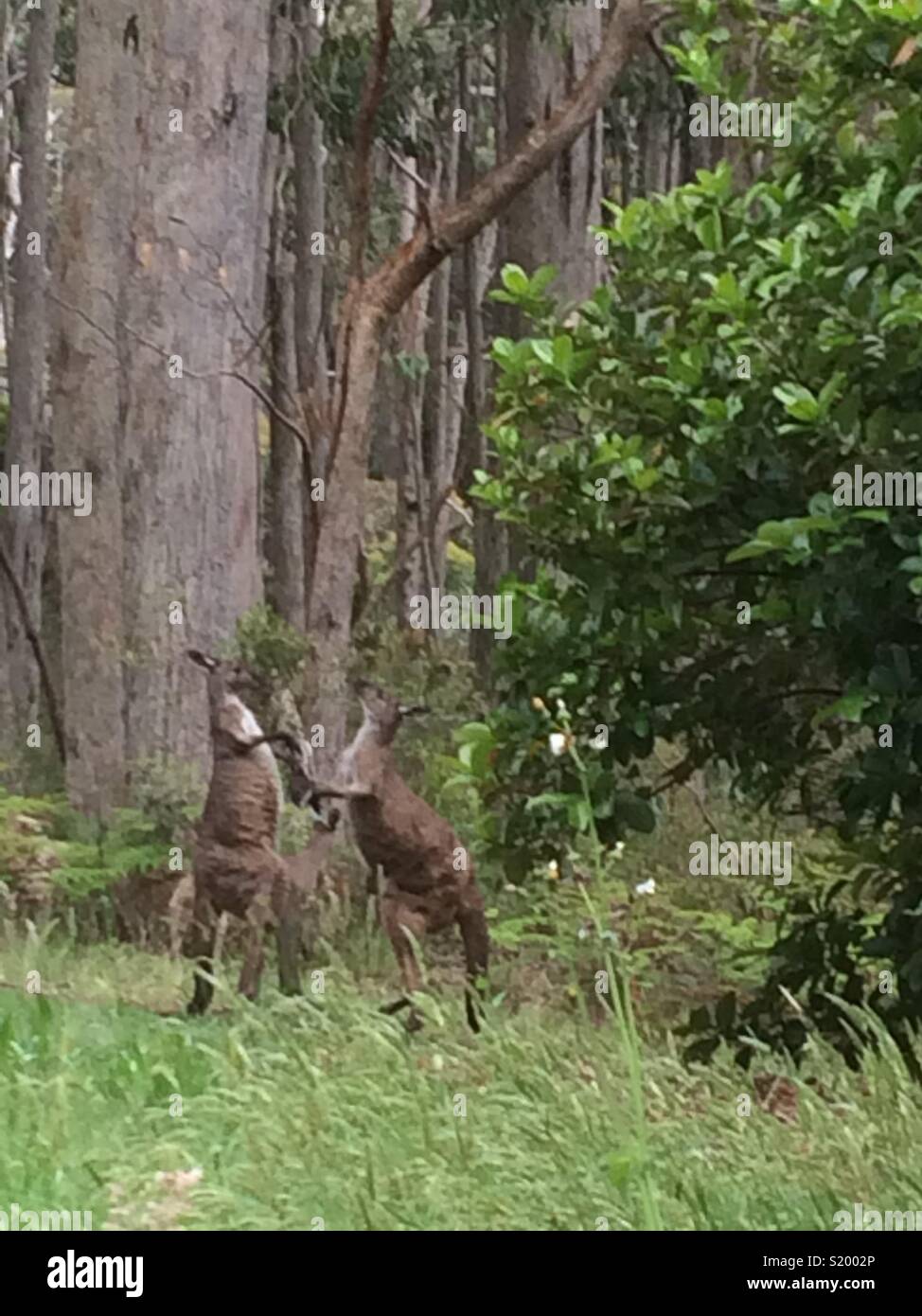 Playful kangaroos hi-res stock photography and images - Alamy