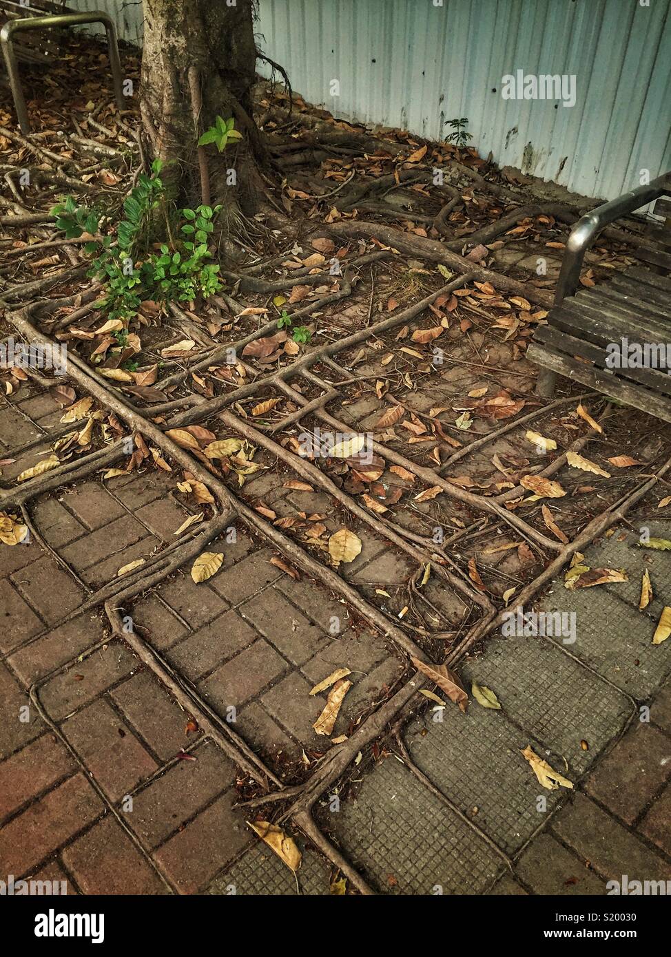 The roots of a Chinese banyan tree (Ficus microcarpa) follow the grid ...