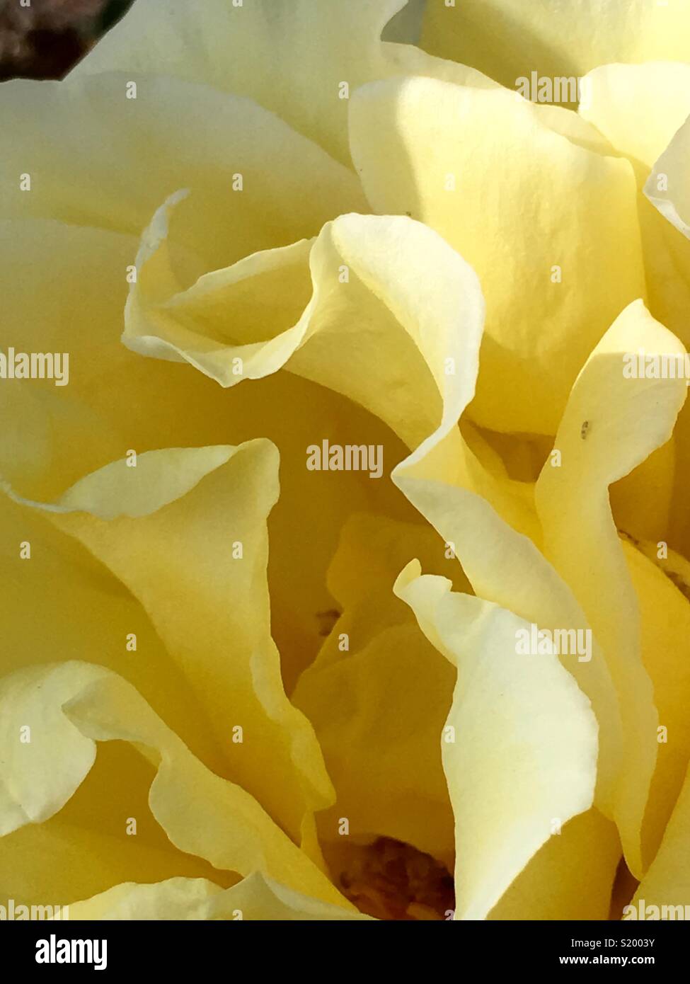 Buttery yellow rose hi-res stock photography and images - Alamy
