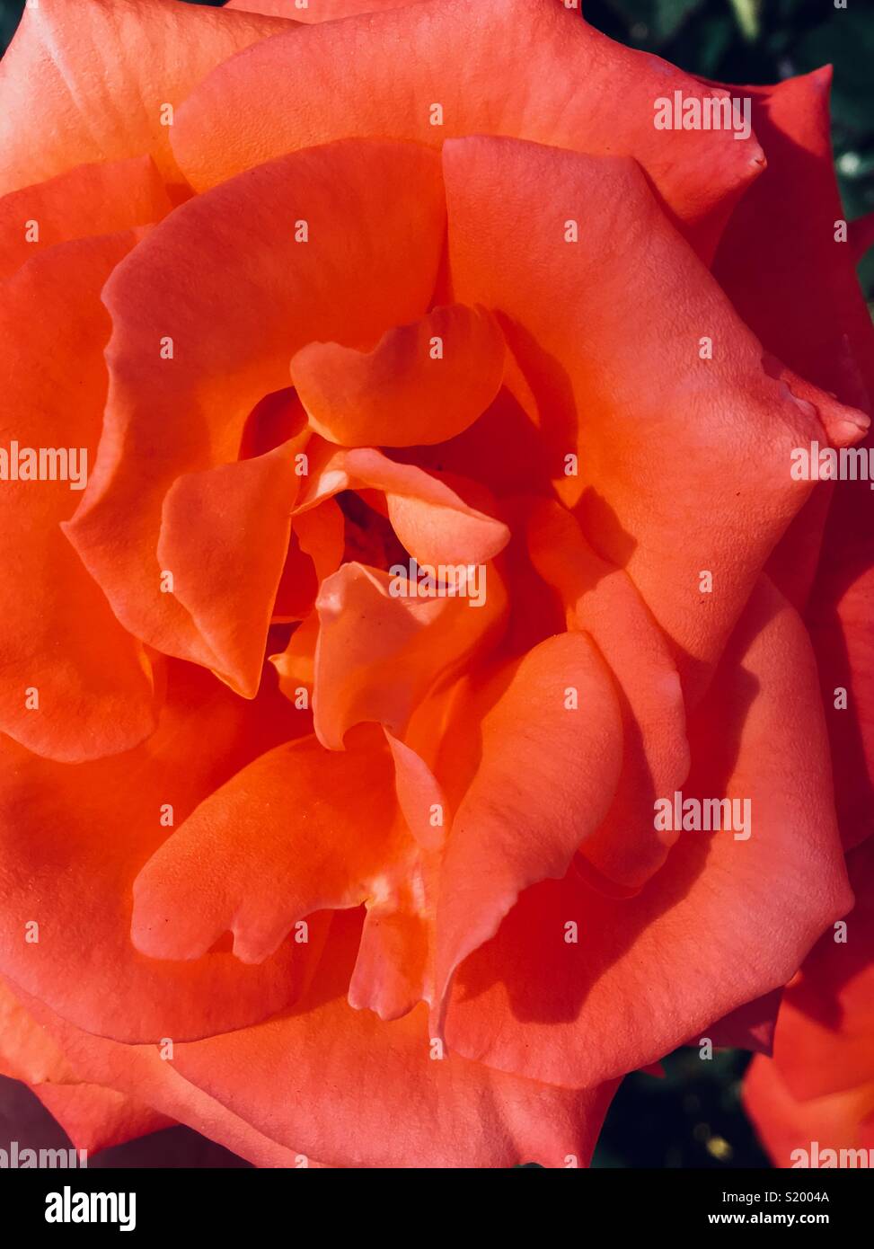 Rose coral hi-res stock photography and images - Alamy