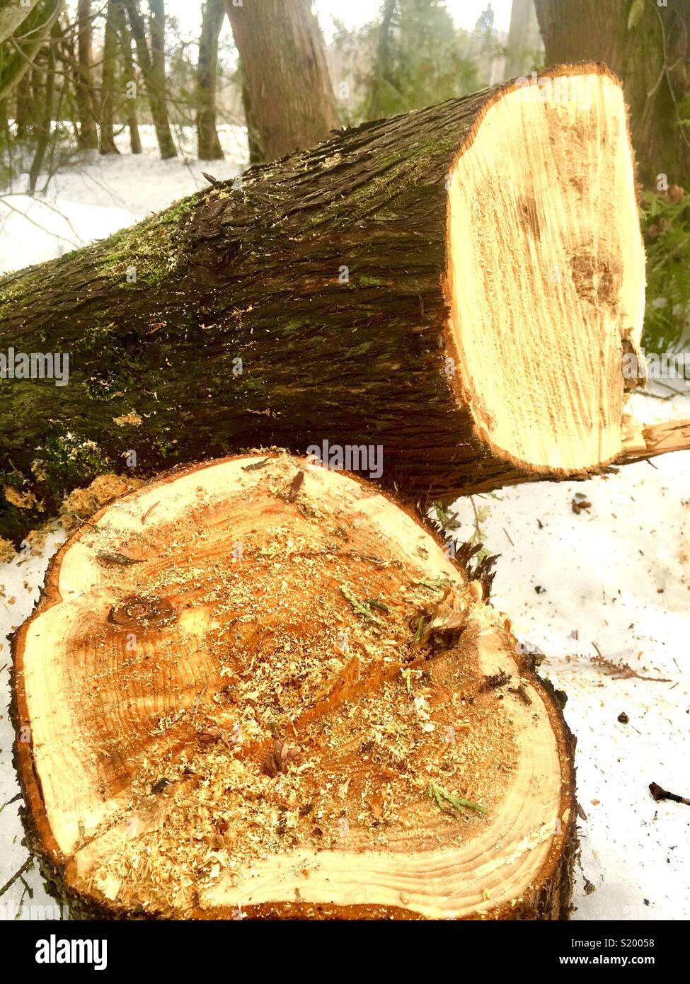 Sawn nature hi-res stock photography and images - Alamy
