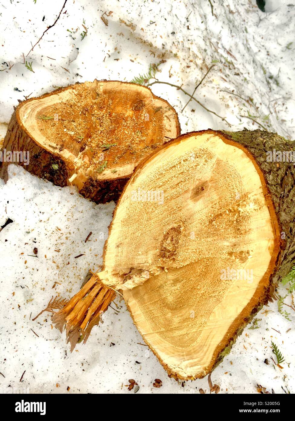Sawn wood hi-res stock photography and images - Alamy