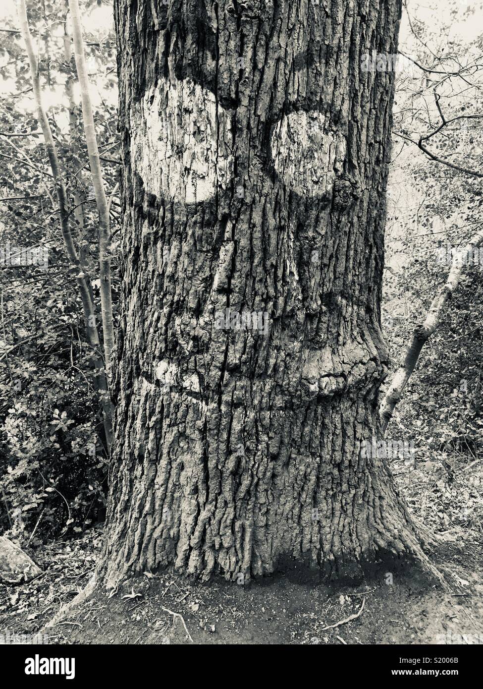Face in a tree hi-res stock photography and images - Alamy