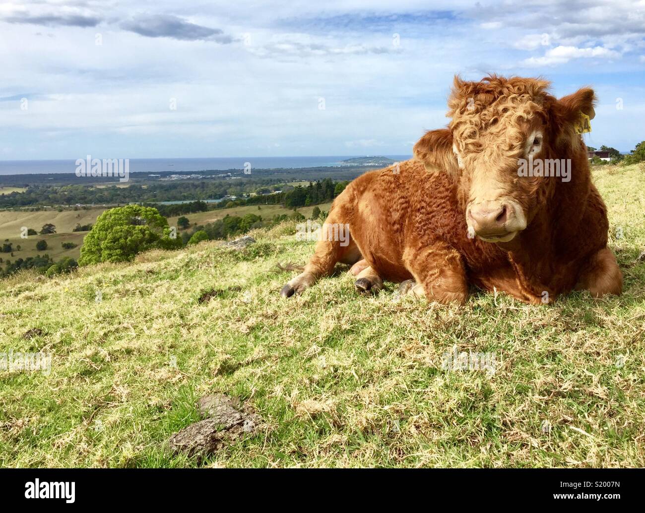 Cow on a hill Stock Photo - Alamy