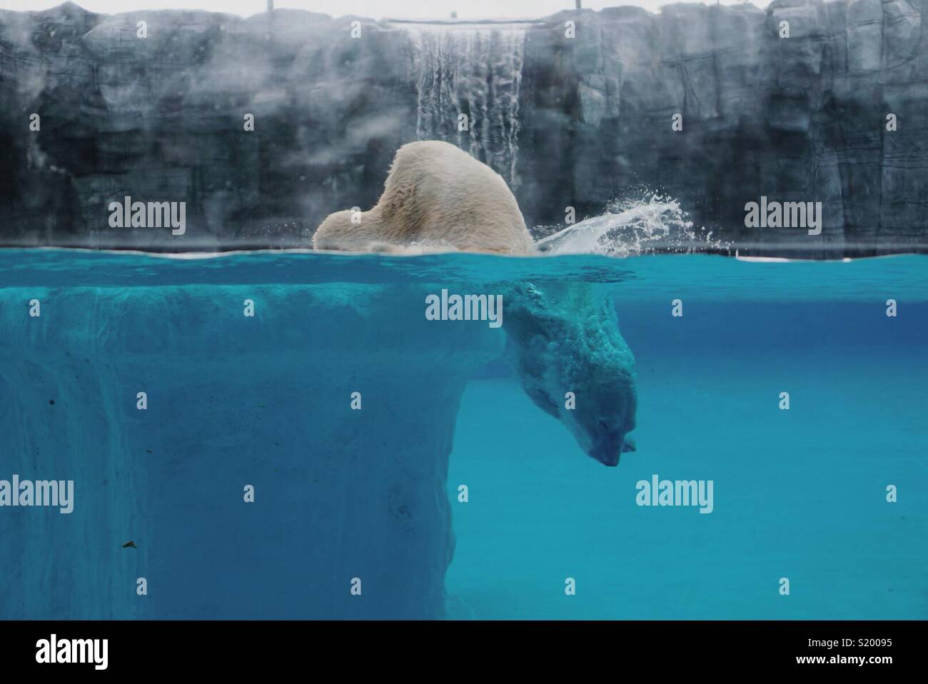 Polar bear diving in Stock Photo - Alamy
