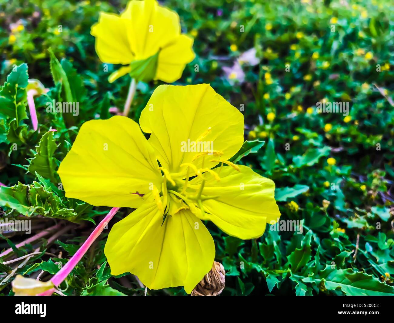 Green yellow color hi-res stock photography and images - Alamy