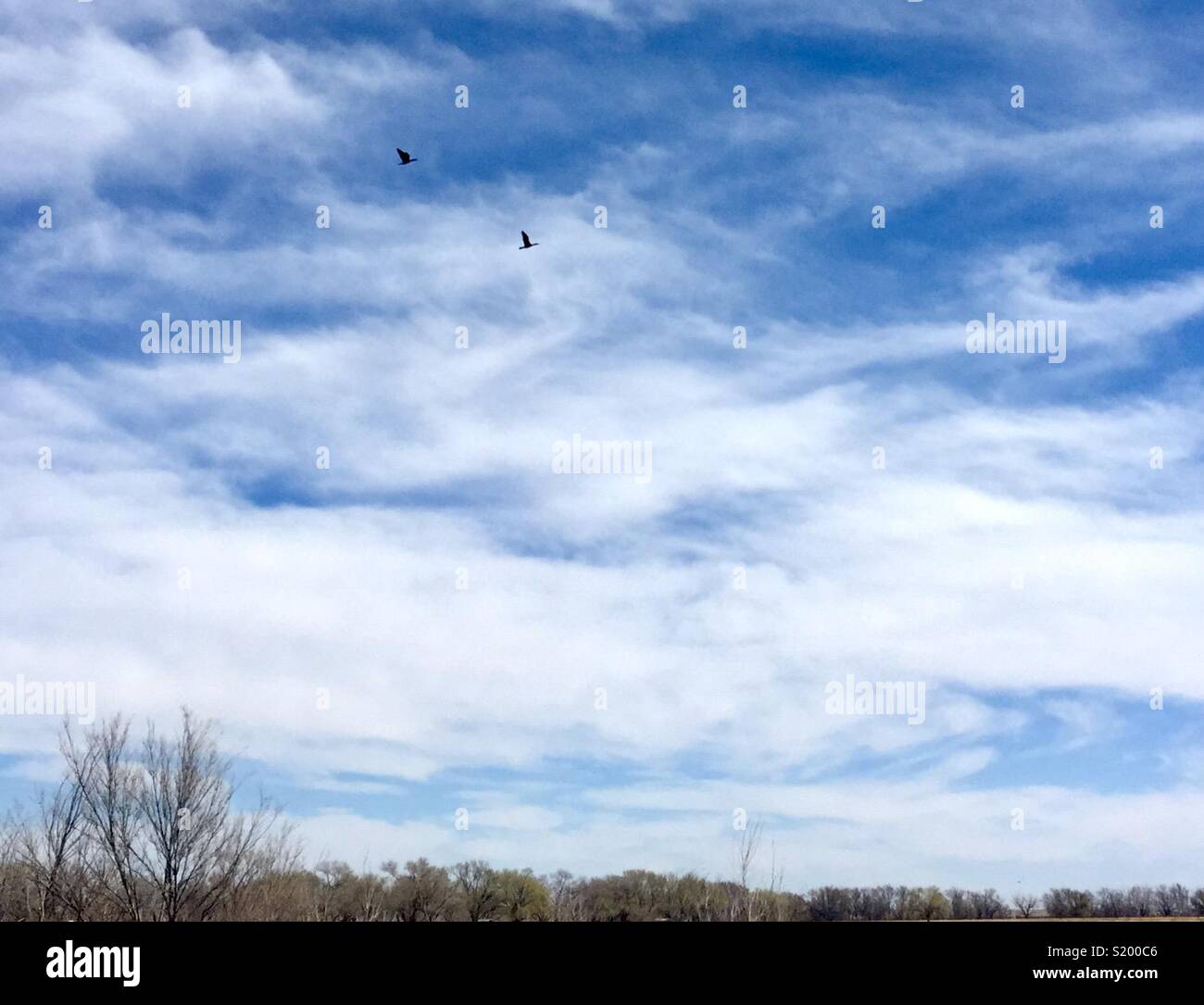 Two cormorants flying over state park in southeastern Colorado Stock ...