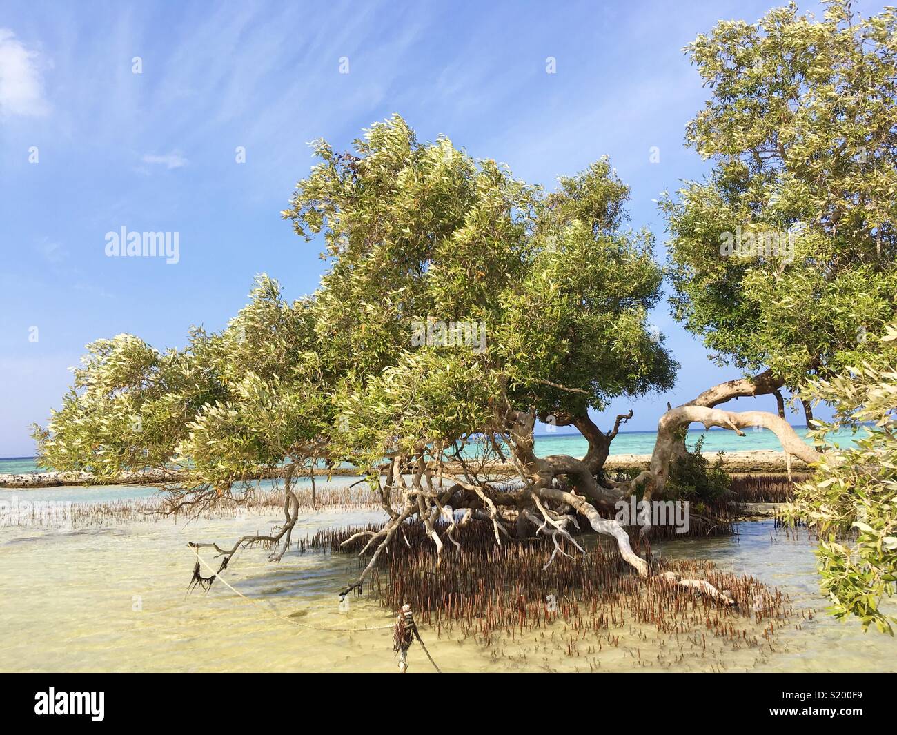 Mangrove island hi-res stock photography and images - Alamy