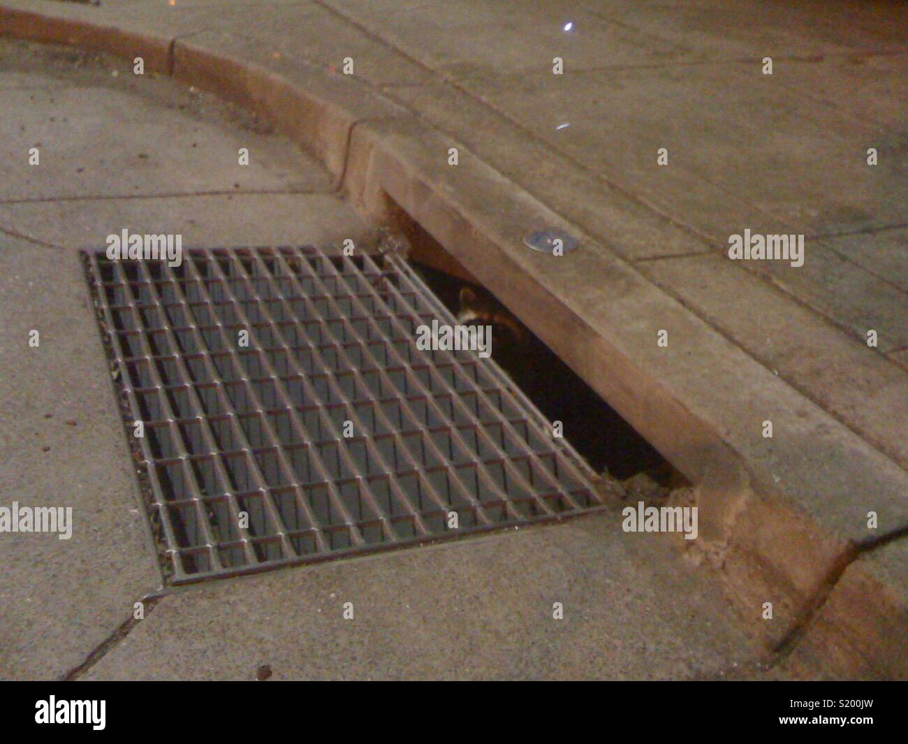 Raccoon peering from a sewer grate Stock Photo - Alamy