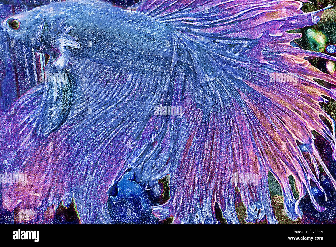Beta Fish High Resolution Stock Photography and Images - Alamy